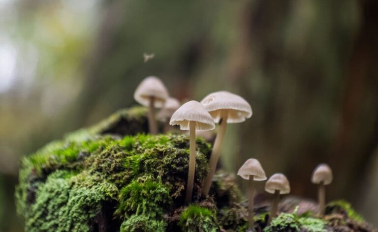 Free Forest Scavenger Hunt Your Kids Will Love | Rediscovered Families